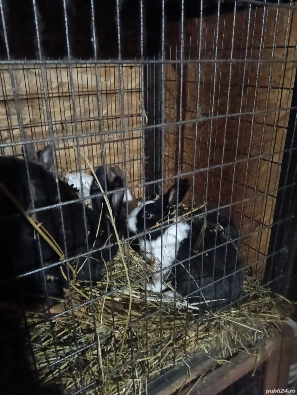 Iepuri pitici Chiriacu - Animale