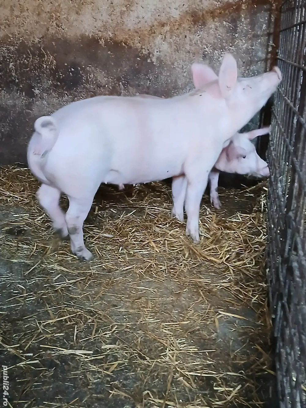 Purcei de vânzare Baiculesti - Animale