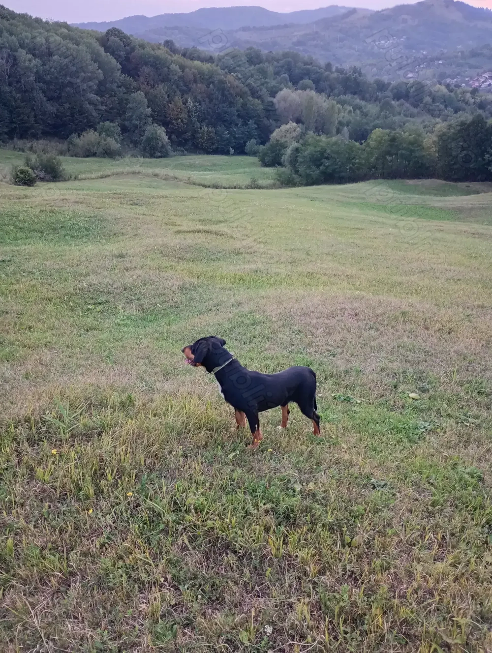 Catel de vanatoare Nucsoara de Sus - Animale