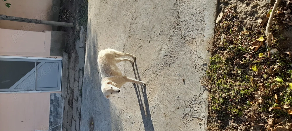 Catel carpatin Braila - Animale