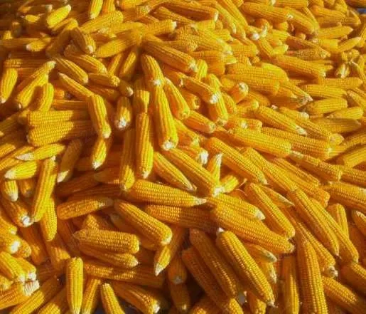 Vind porumb stiulete (2025).0.80 lei Kg. Targu Lapus - Casa si gradina