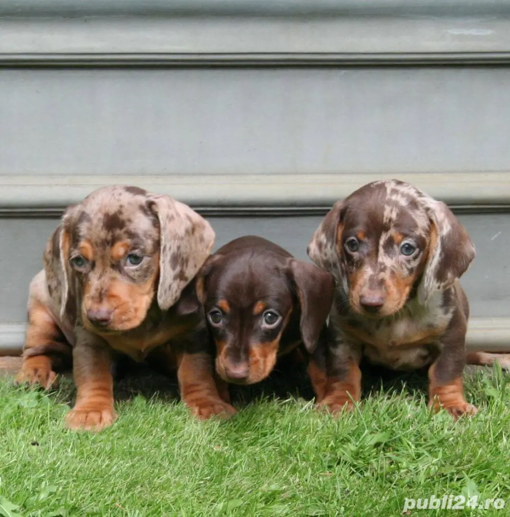 Catelusi Teckel Ardeoani - Animale