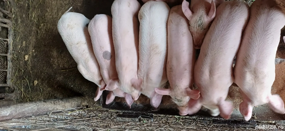 Purcei de Vânzare. Sintereag - Animale