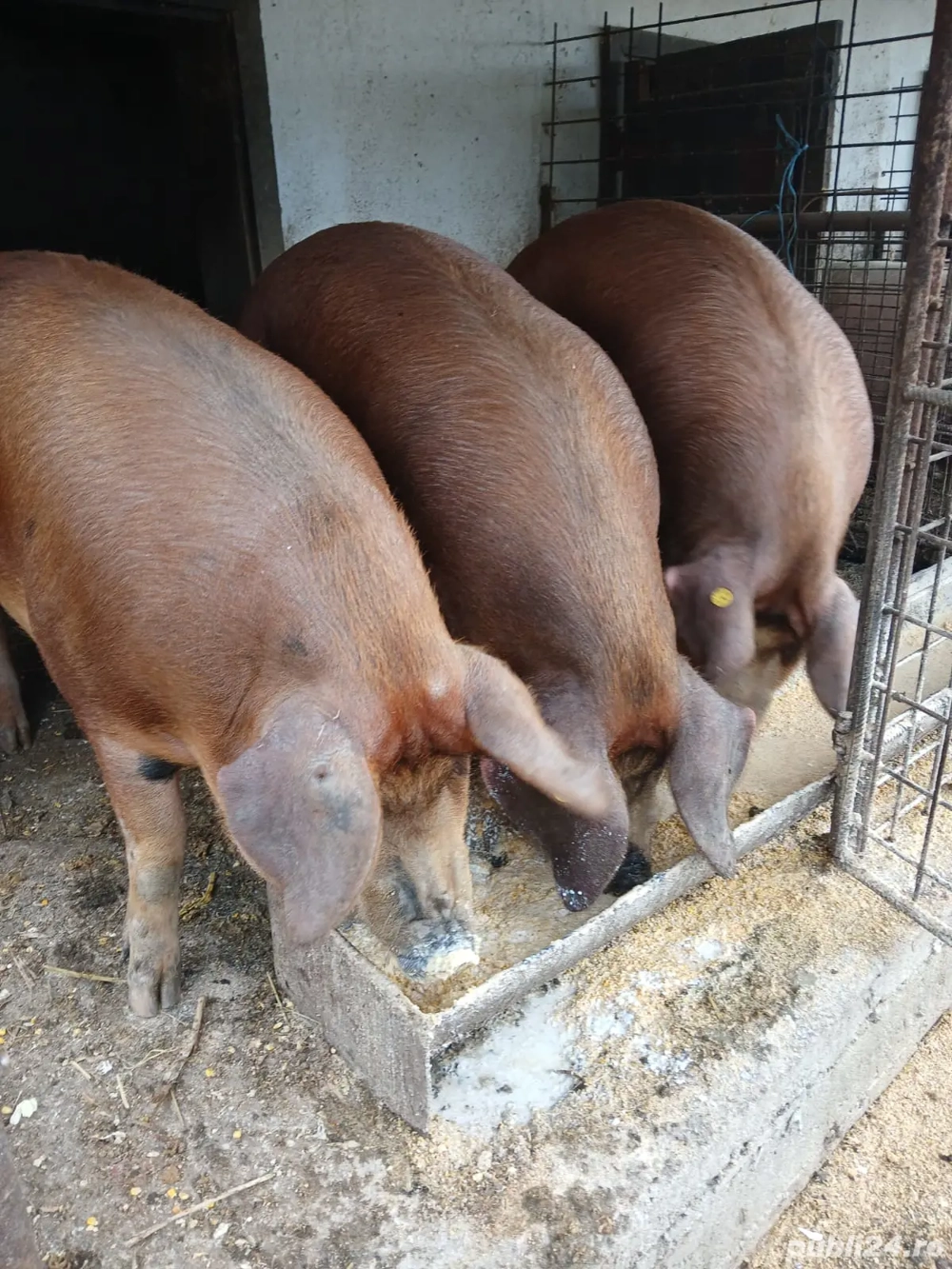 Vând Porci pentru sacrificiu 150kg-200kg Danestii Chioarului - Animale