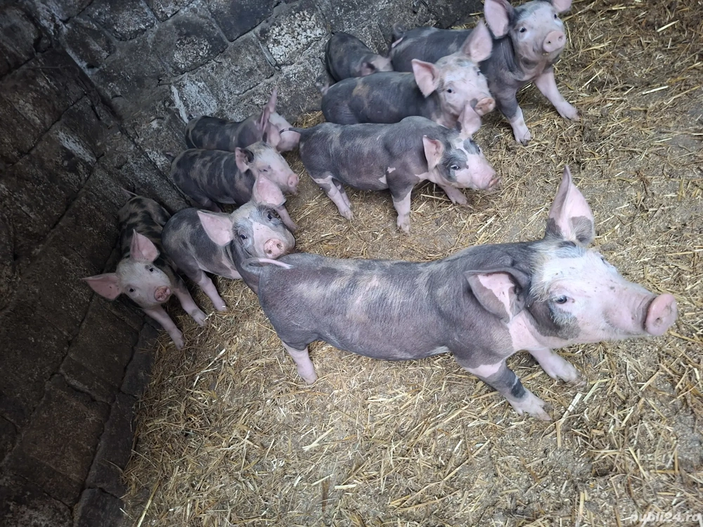 Purcei de vanzare Burias - Animale