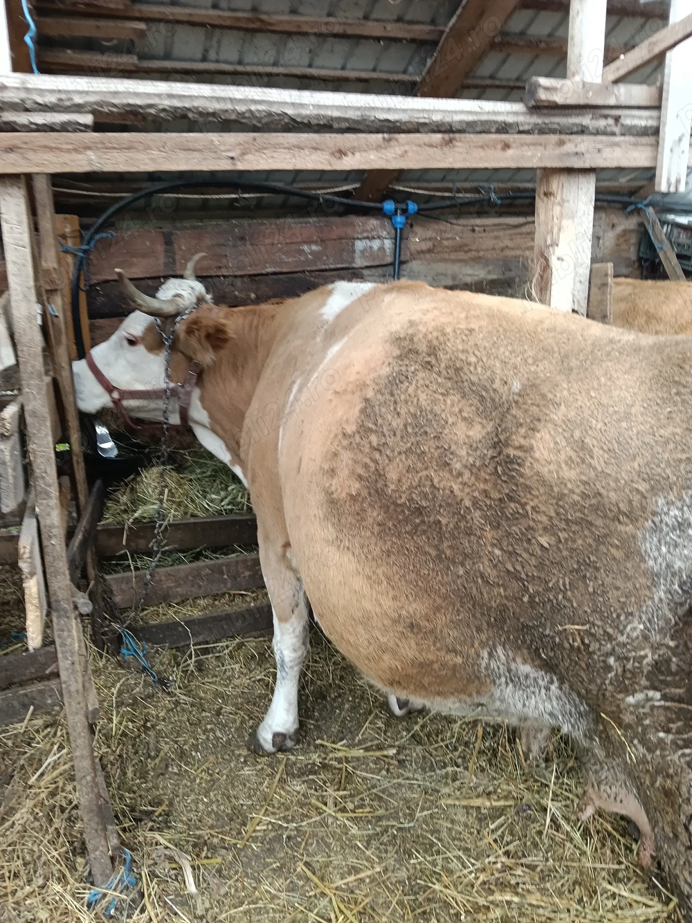 Vind vaca pentru abator Buzau - Animale