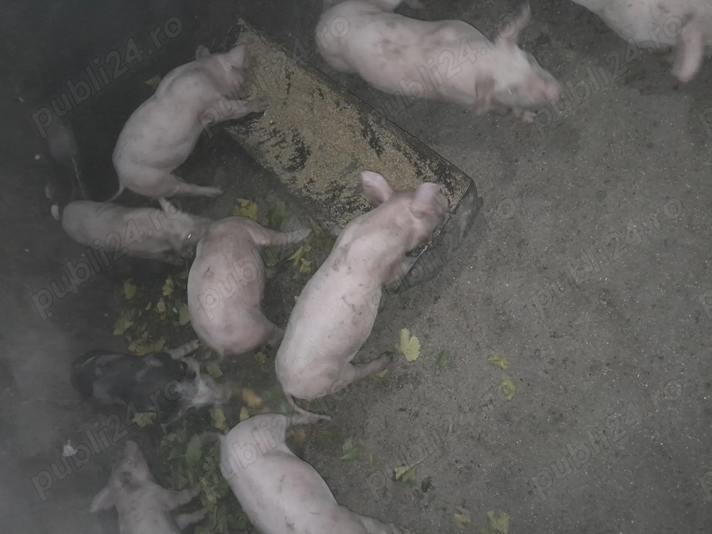 Vind purcei Plosca - Animale