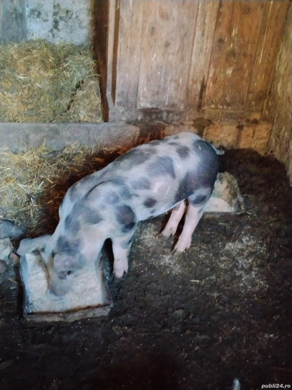 Purcei de vânzare Bals - Animale