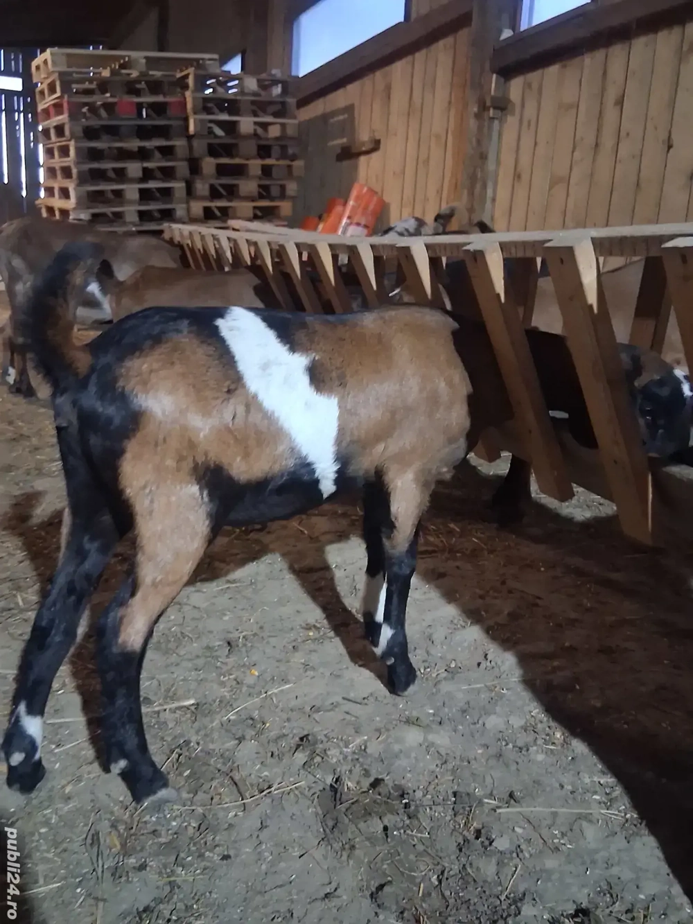 Capre anglo nubiene Bistrita Bargaului Fabrici - Animale