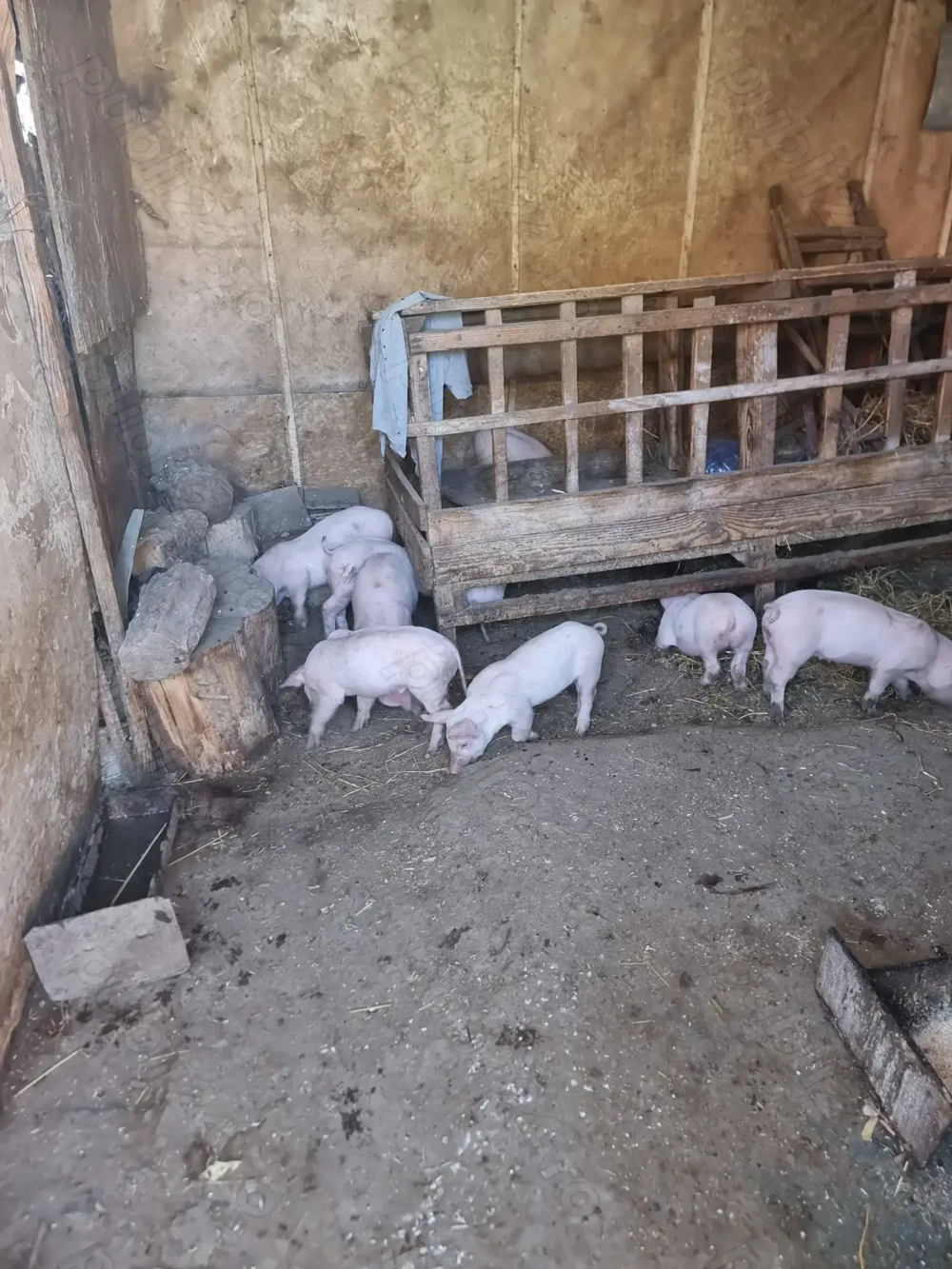 Vând purcei landrace Turnu Magurele - Animale