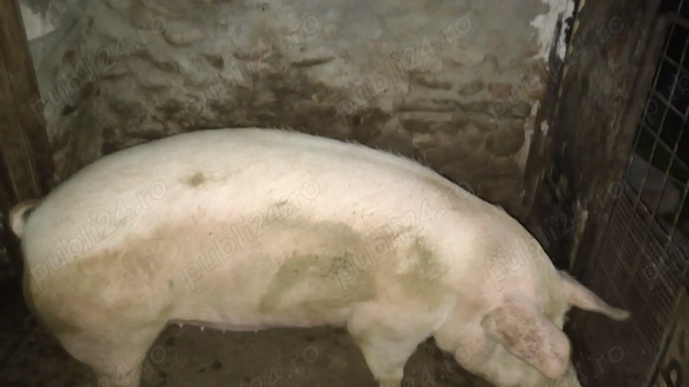Vand porc de tara, rasa Marele Alb Targu Jiu - Animale