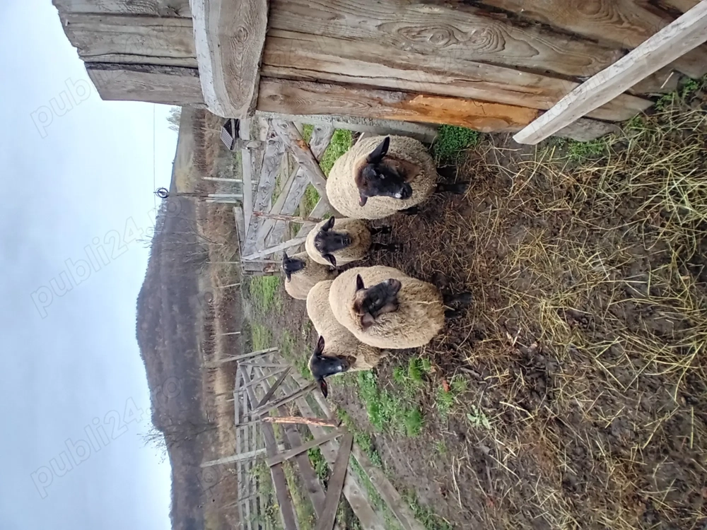 Vand oi suffolk Falticeni - Animale