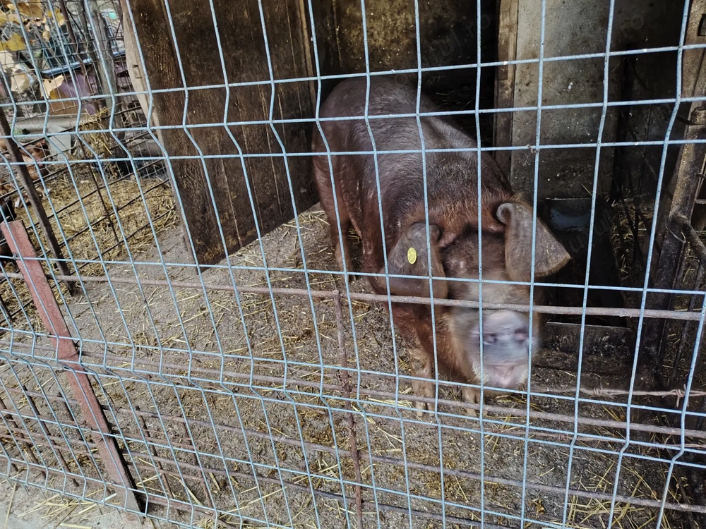 Vând porc Buteasa - Animale