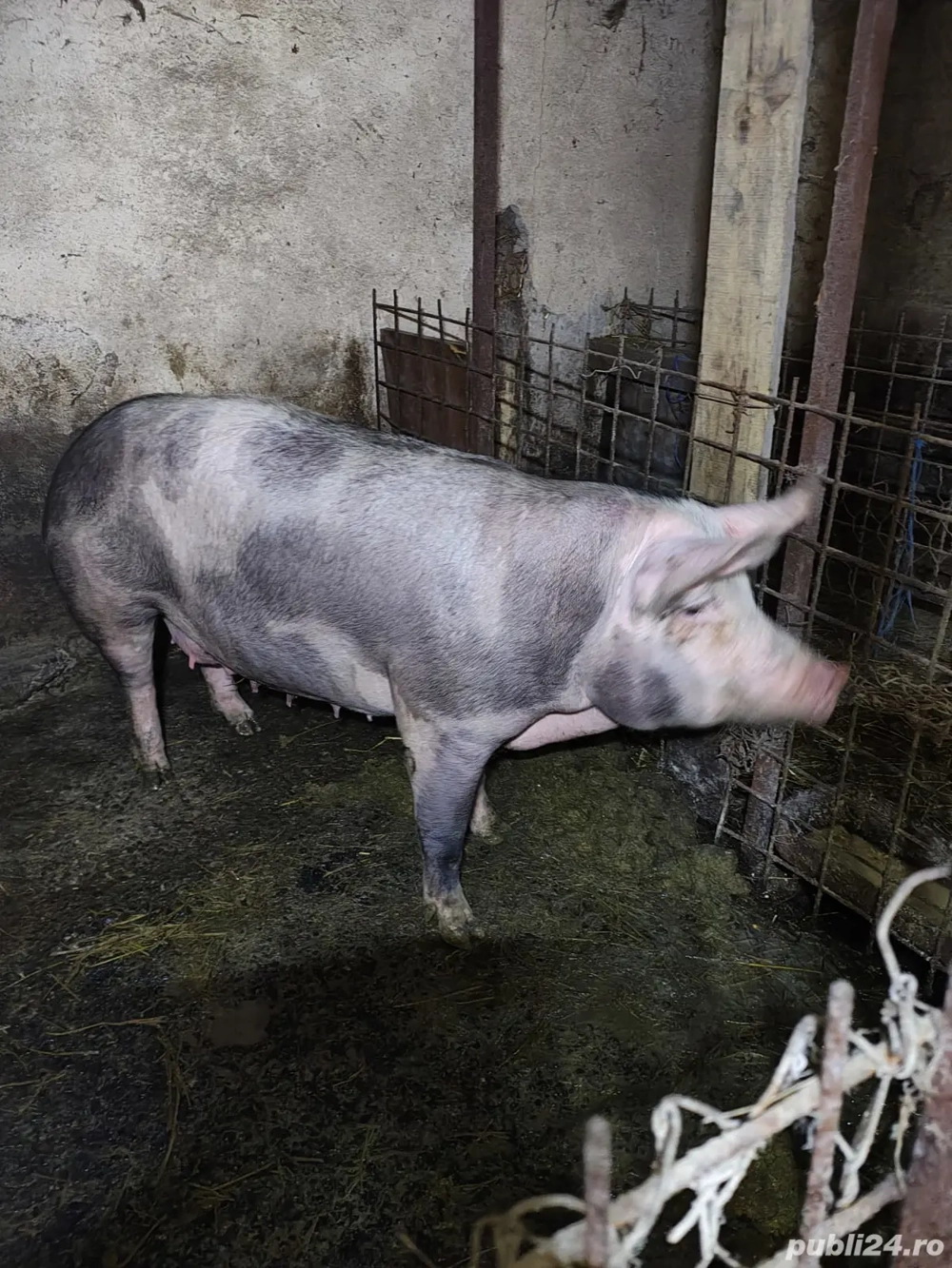 Lichidare Stoc Vand purcei , scroafe vier Budus - Animale