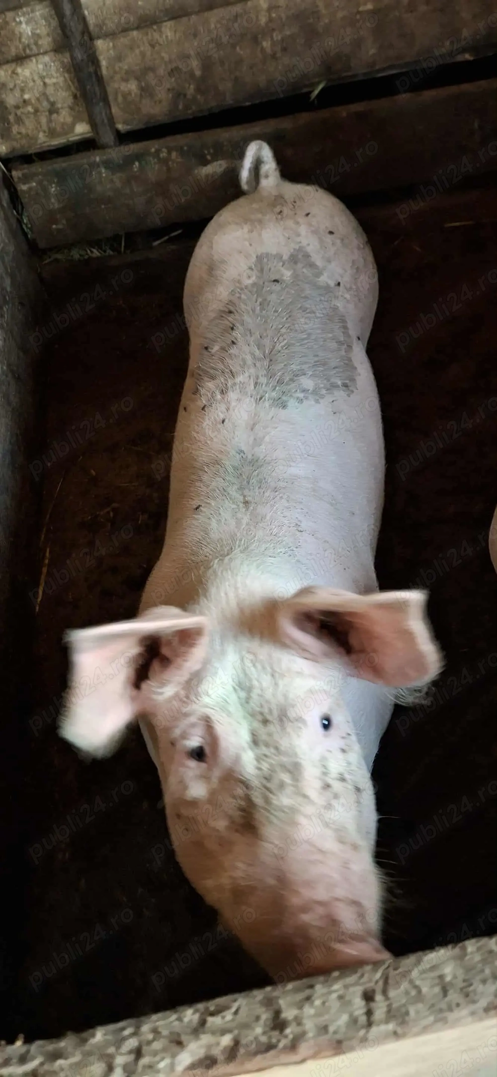 Vand porc si purcica Zanesti - Animale