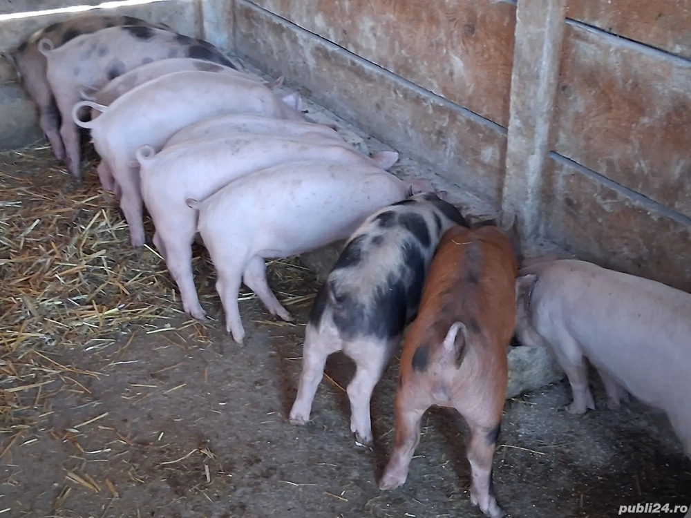 Vând 10 purcei de 12 săptămâni Crasna - Animale