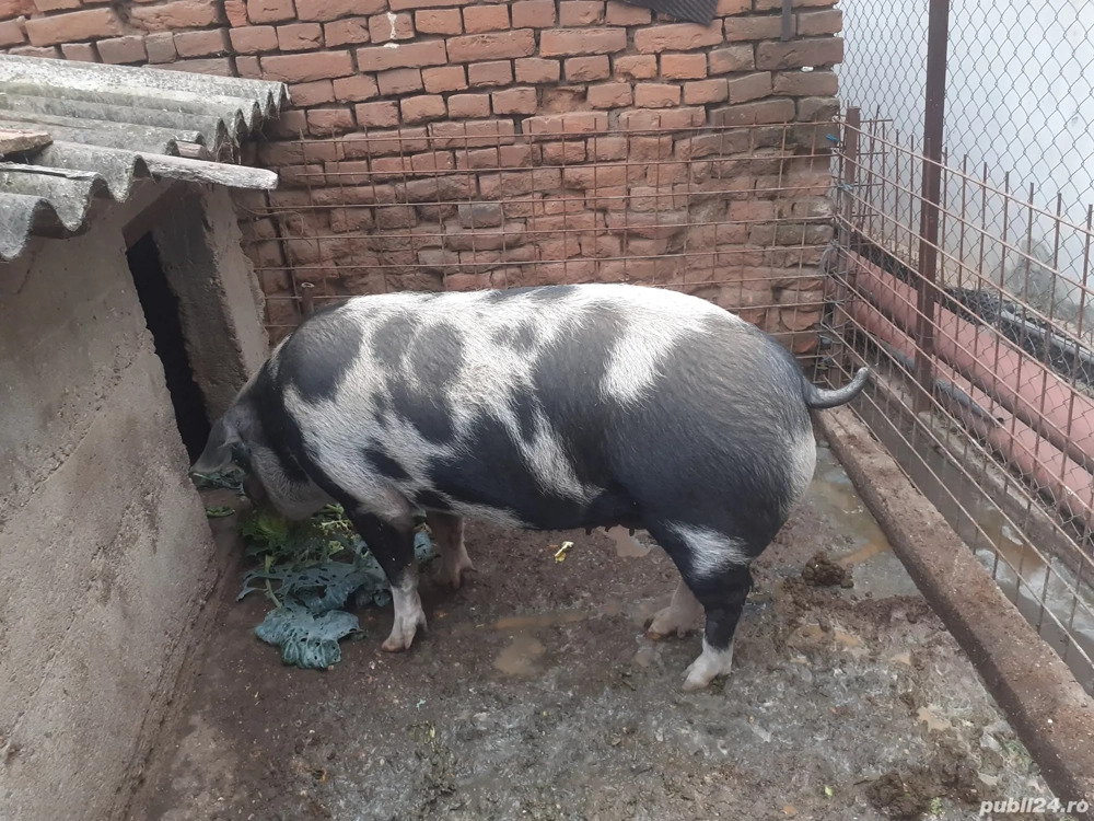 Purcea de vânzare . Filiasi - Animale