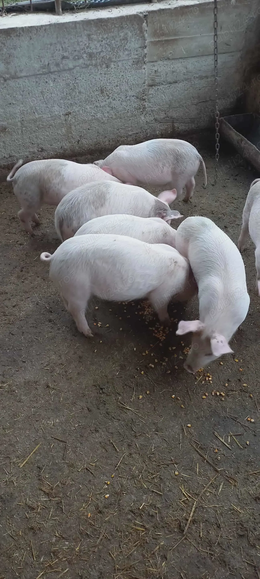 Vând purcei Targu Jiu - Animale