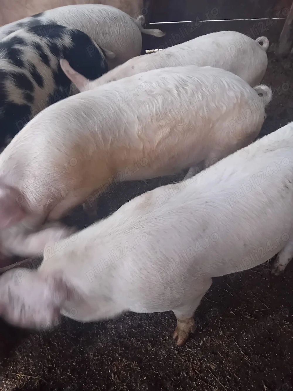 Vand porci de rasa Vaslui - Animale