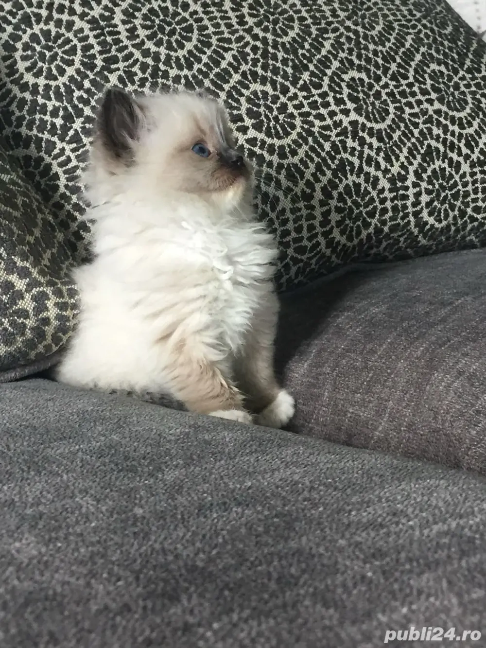 Ragdoll puiuti Sector 6 - Animale