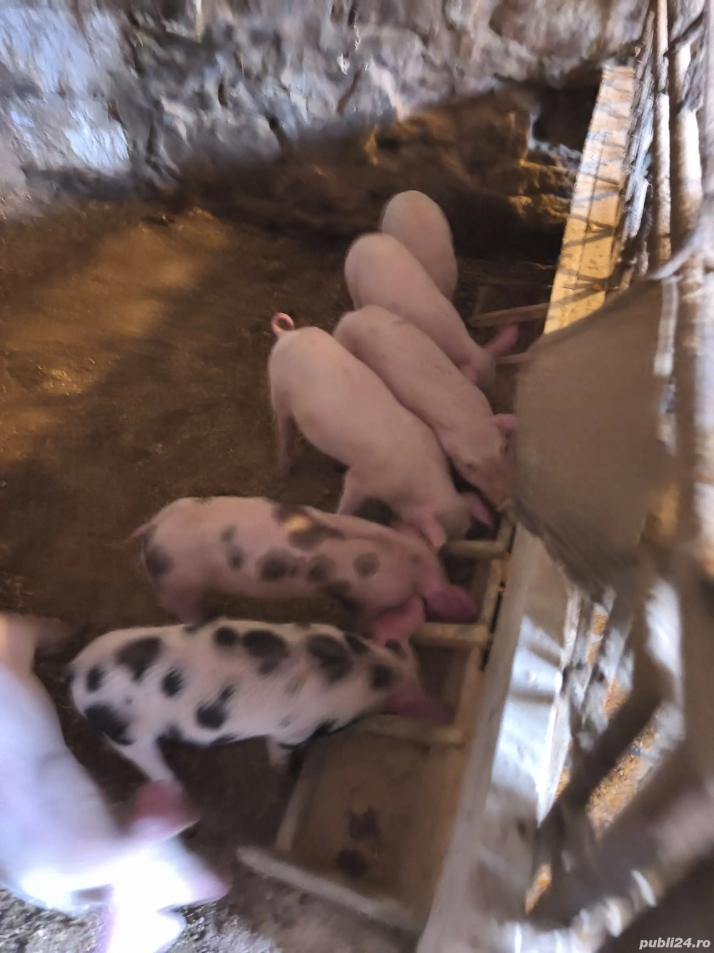 Vand purcei Suceagu - Animale