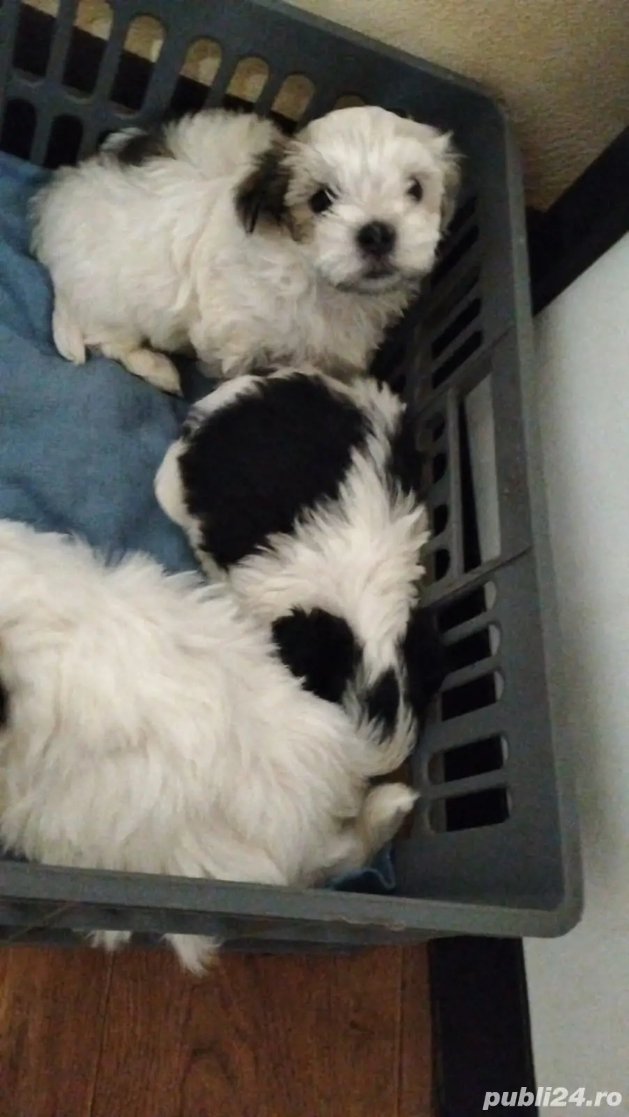 Vând pui de Bichon Cuceu - Animale