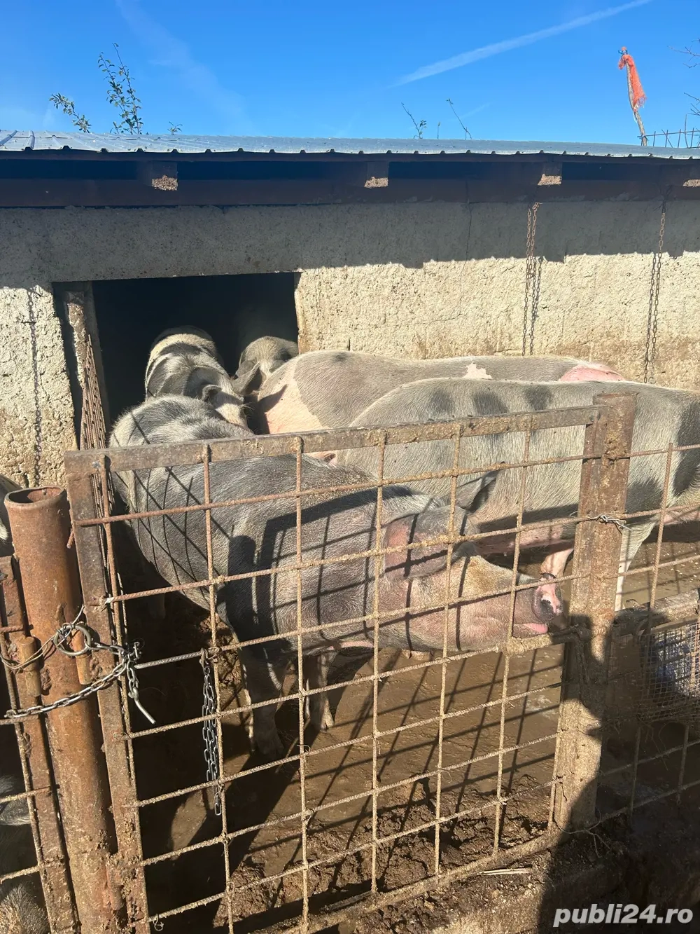 Porci pentru craciun crescuti cu furaje naturale!asigur transport ...