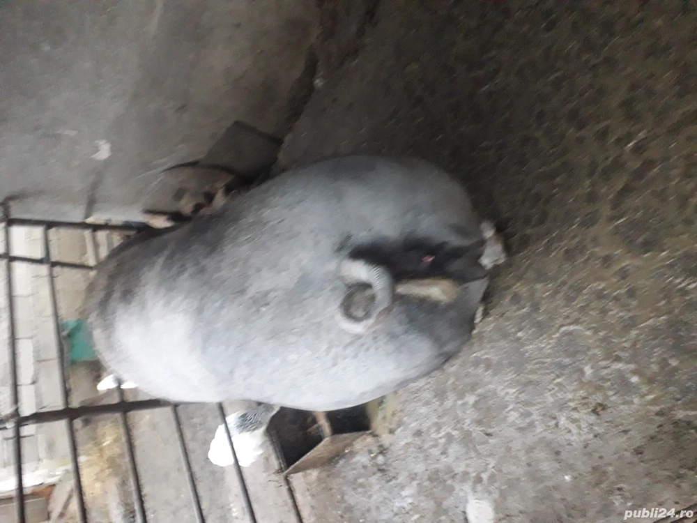 Vand porc de carne Calan - Animale