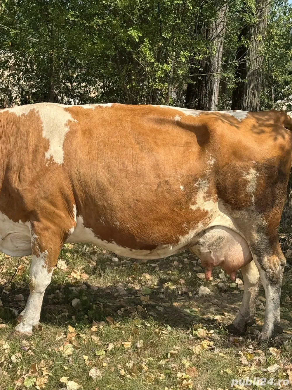 Vaca fatată Pui - Animale
