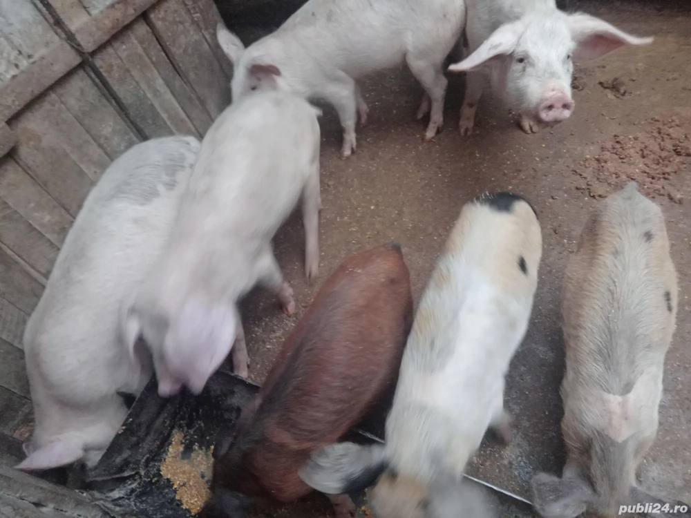 Purcei vinzare STARCHIOJD - Animale