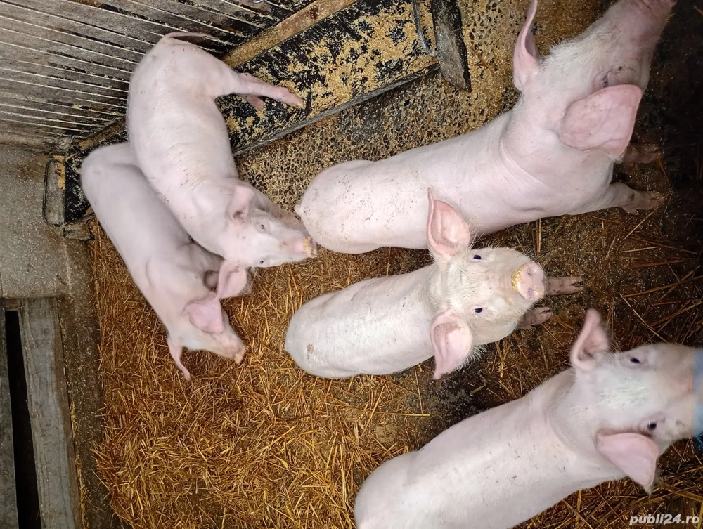 Vand purcei Cociuba Mare - Animale