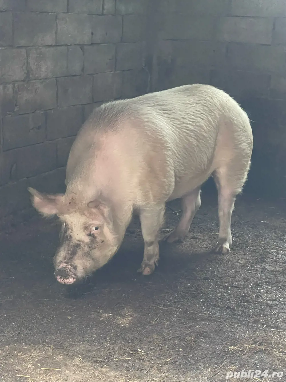 Vând porci Bentu - Animale