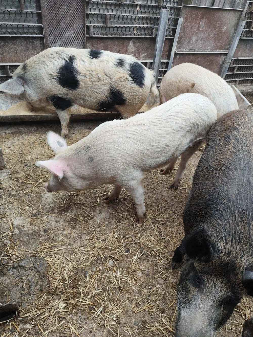 Vând porci - 100 -140 Belint - Animale