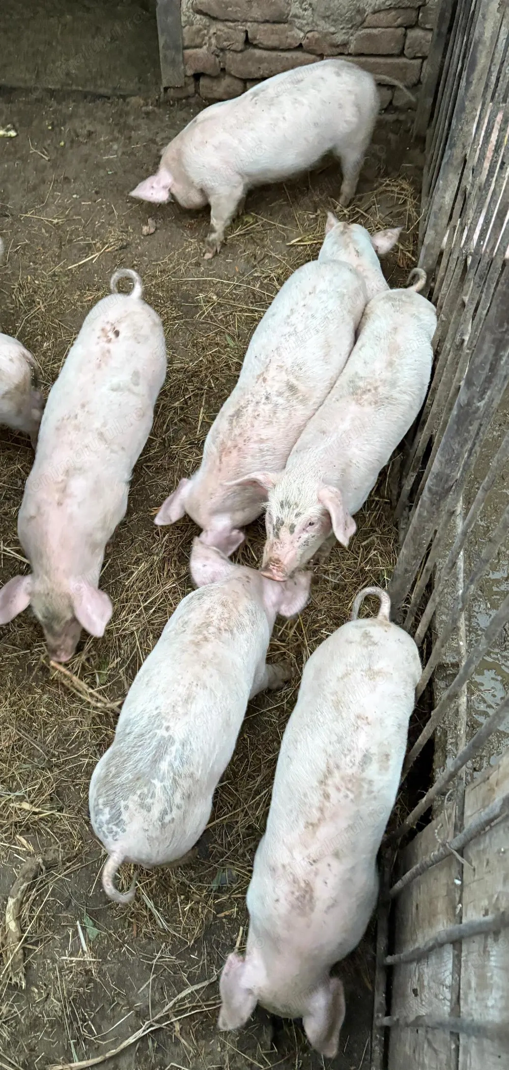 Vand purcei Uliuc - Animale