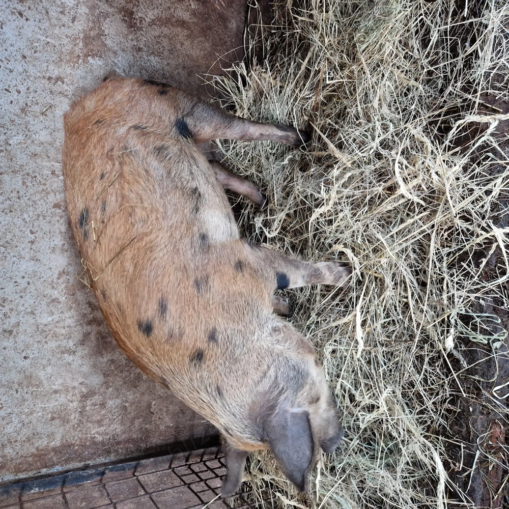 Porci de casa pentru craciun Ramnicu Valcea - Animale