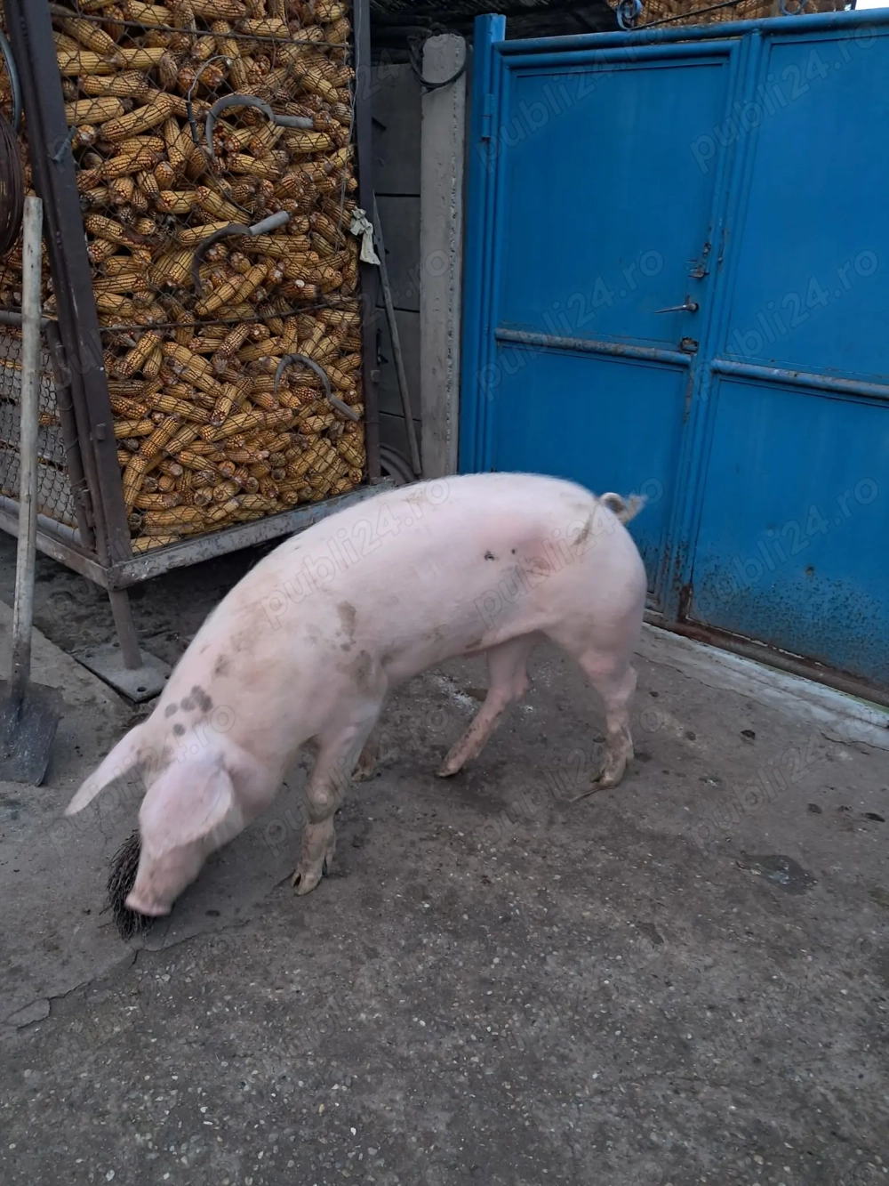 Vand porc de 100 130kg Teius - Animale