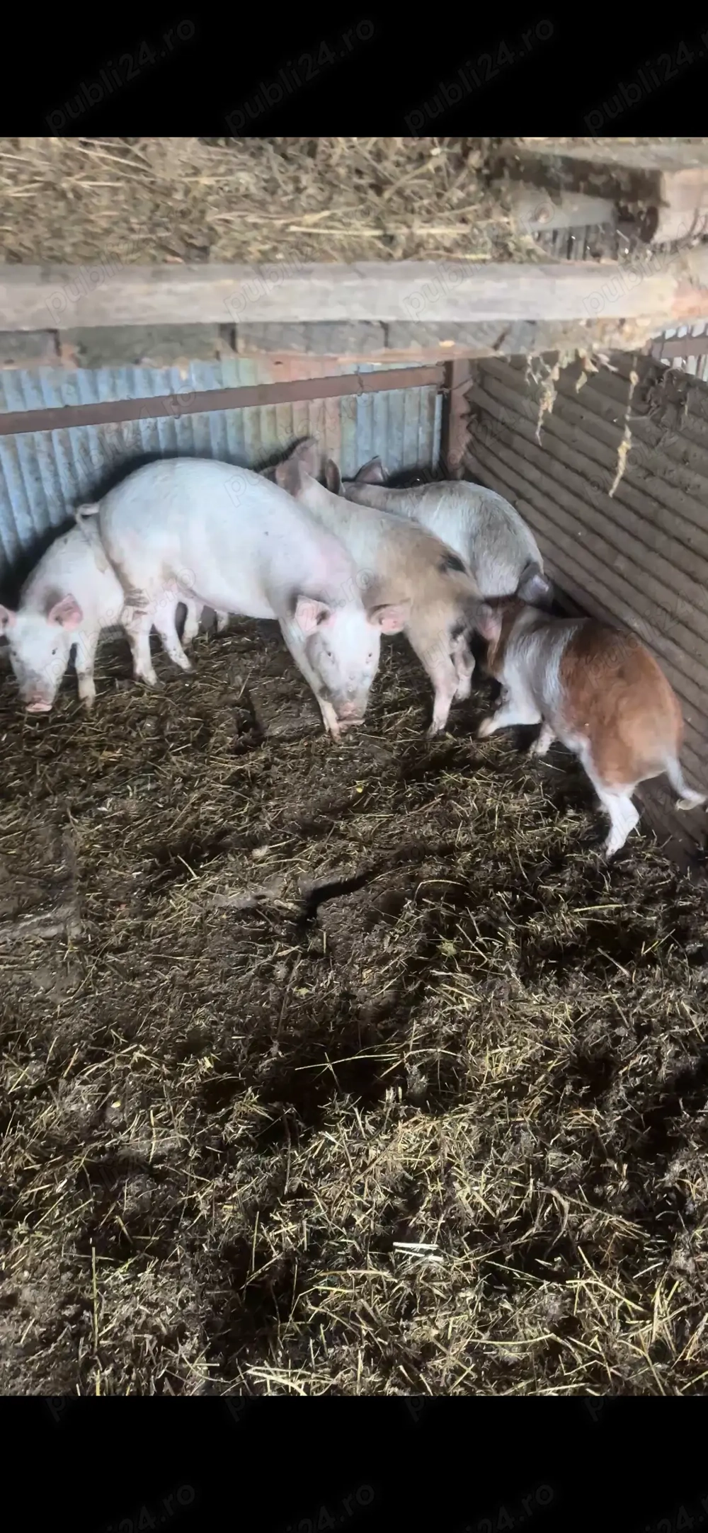 Purcei de vanzare . , Stancuta - Animale