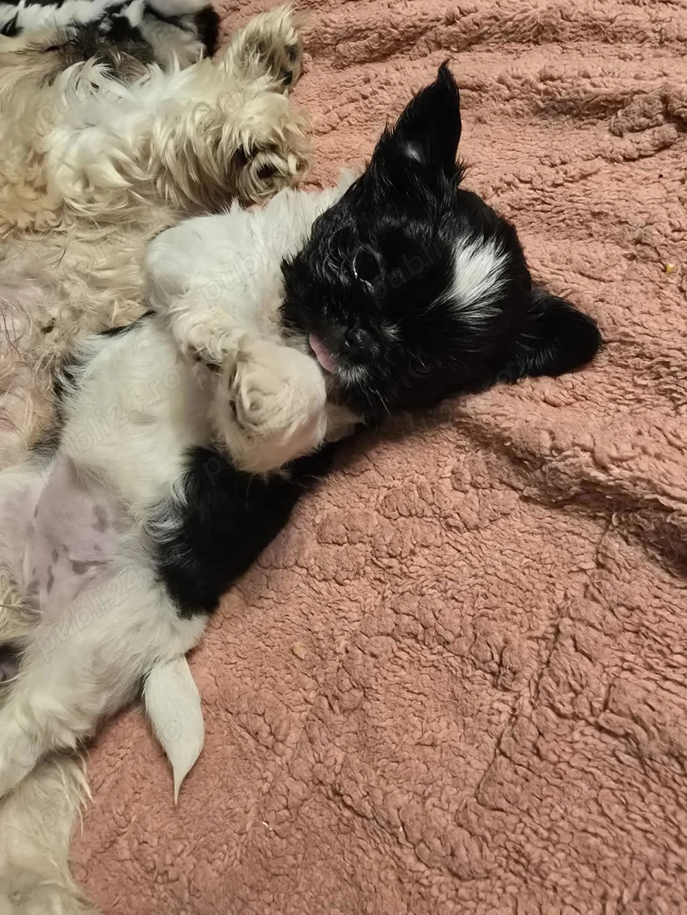 Shih-tzu rasă pură Mioveni - Animale