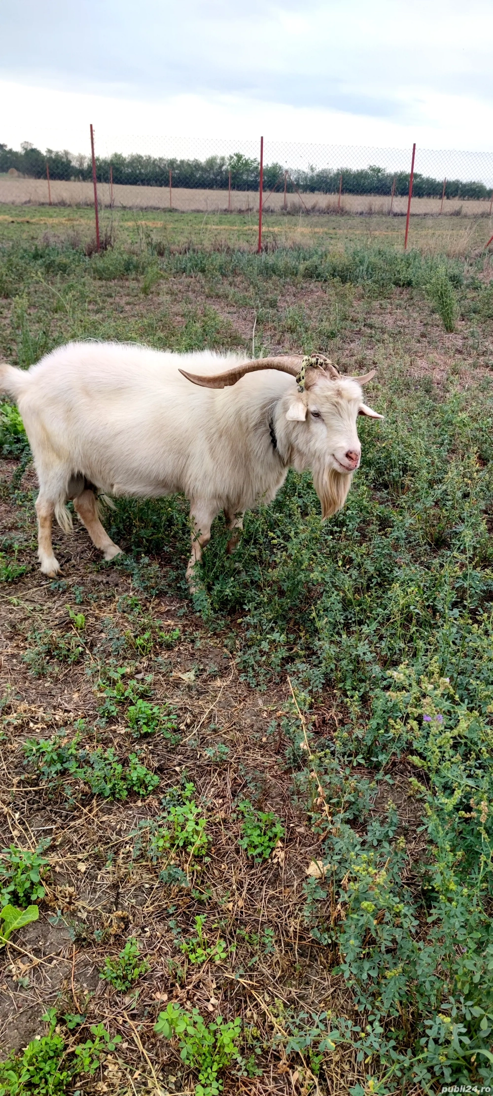 Se vinde Tapul Banloc - Animale