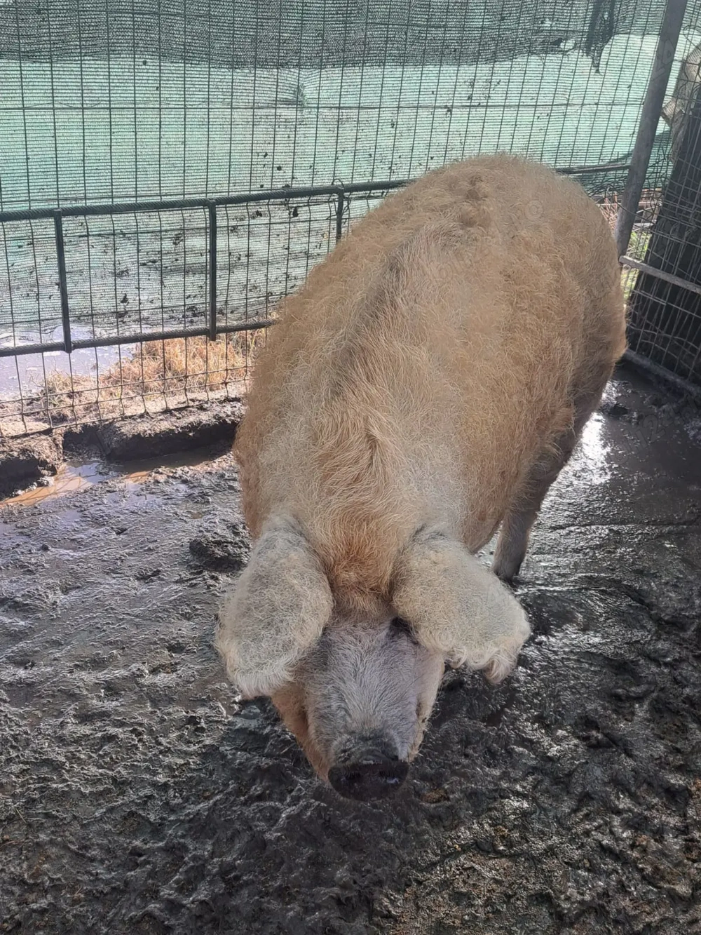 Porc purcea mangalita de vanzare Bradu - Animale