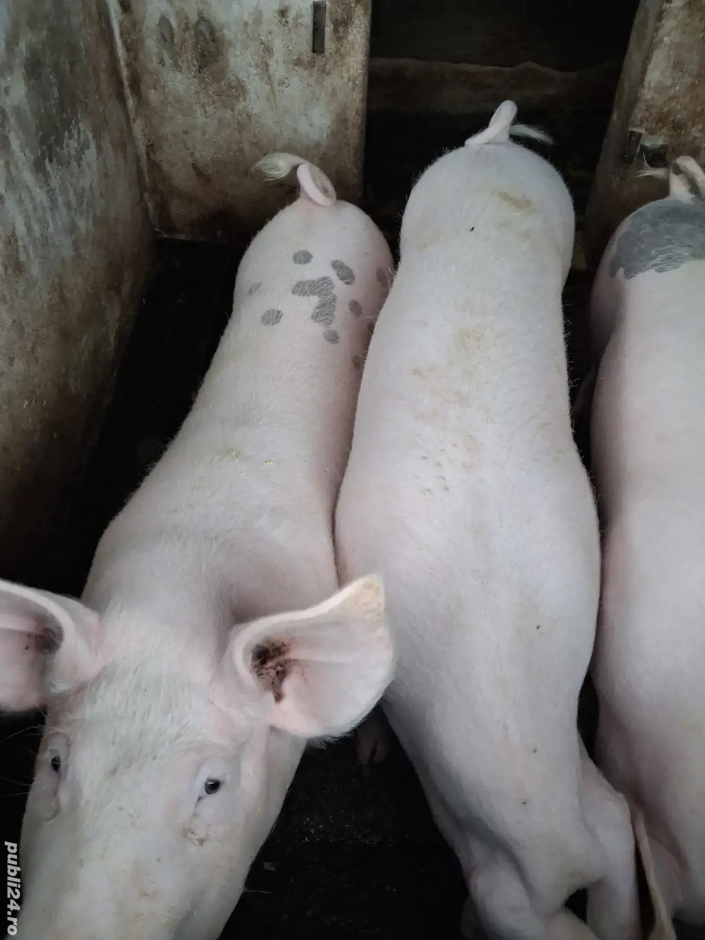 Porci de vânzare Santana - Animale