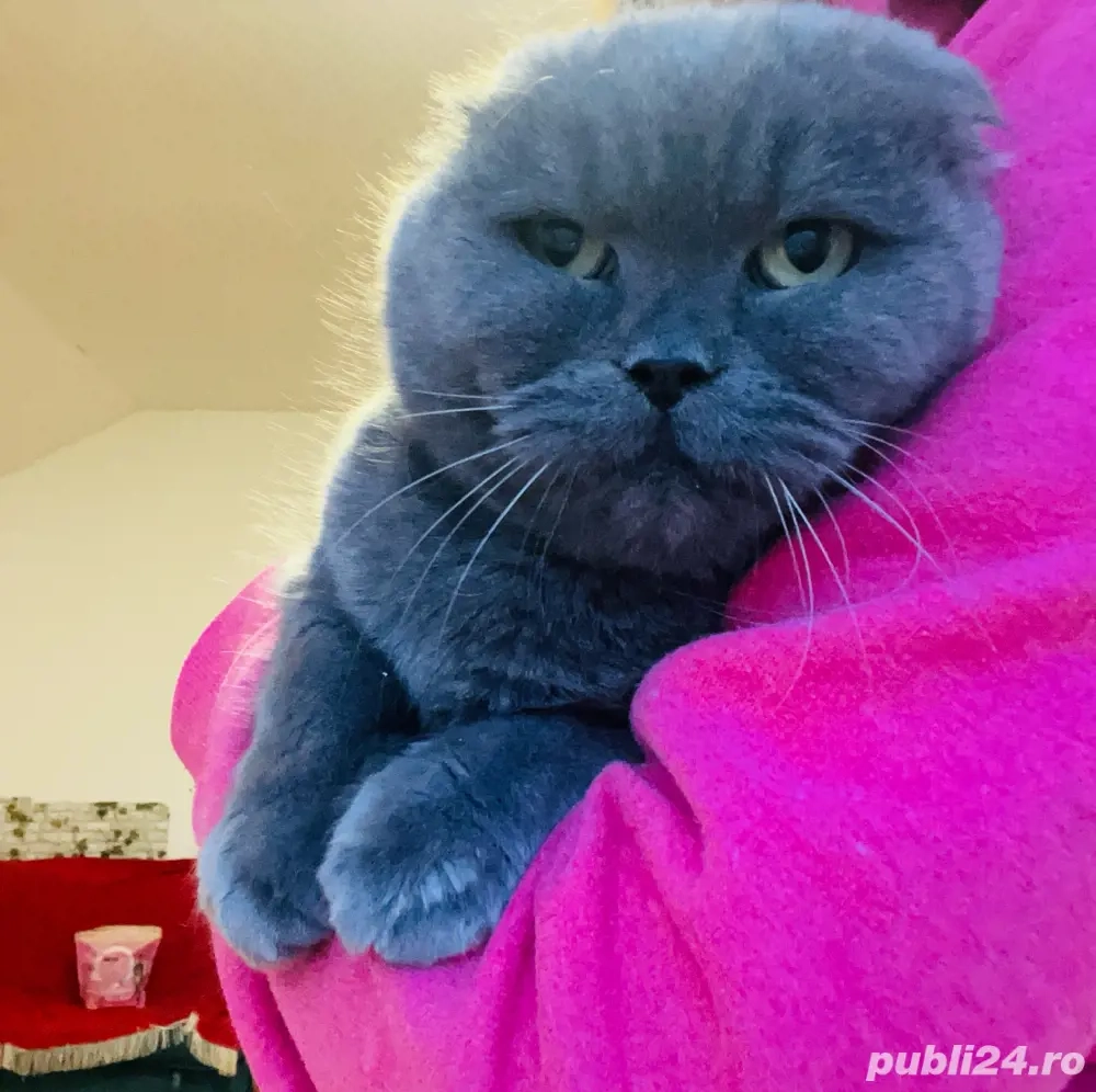 Vand pisica de rasa Scottish Fold Pitesti - Animale