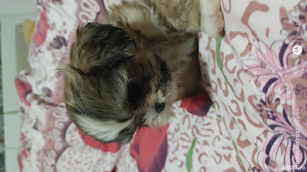 Shih Tzu de vânzare Letea Veche - Animale