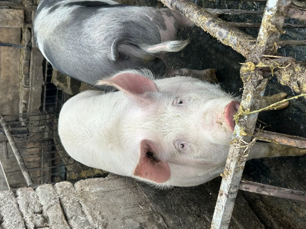 Vând porci marele alb și pietrean Rapoltu Mare - Animale