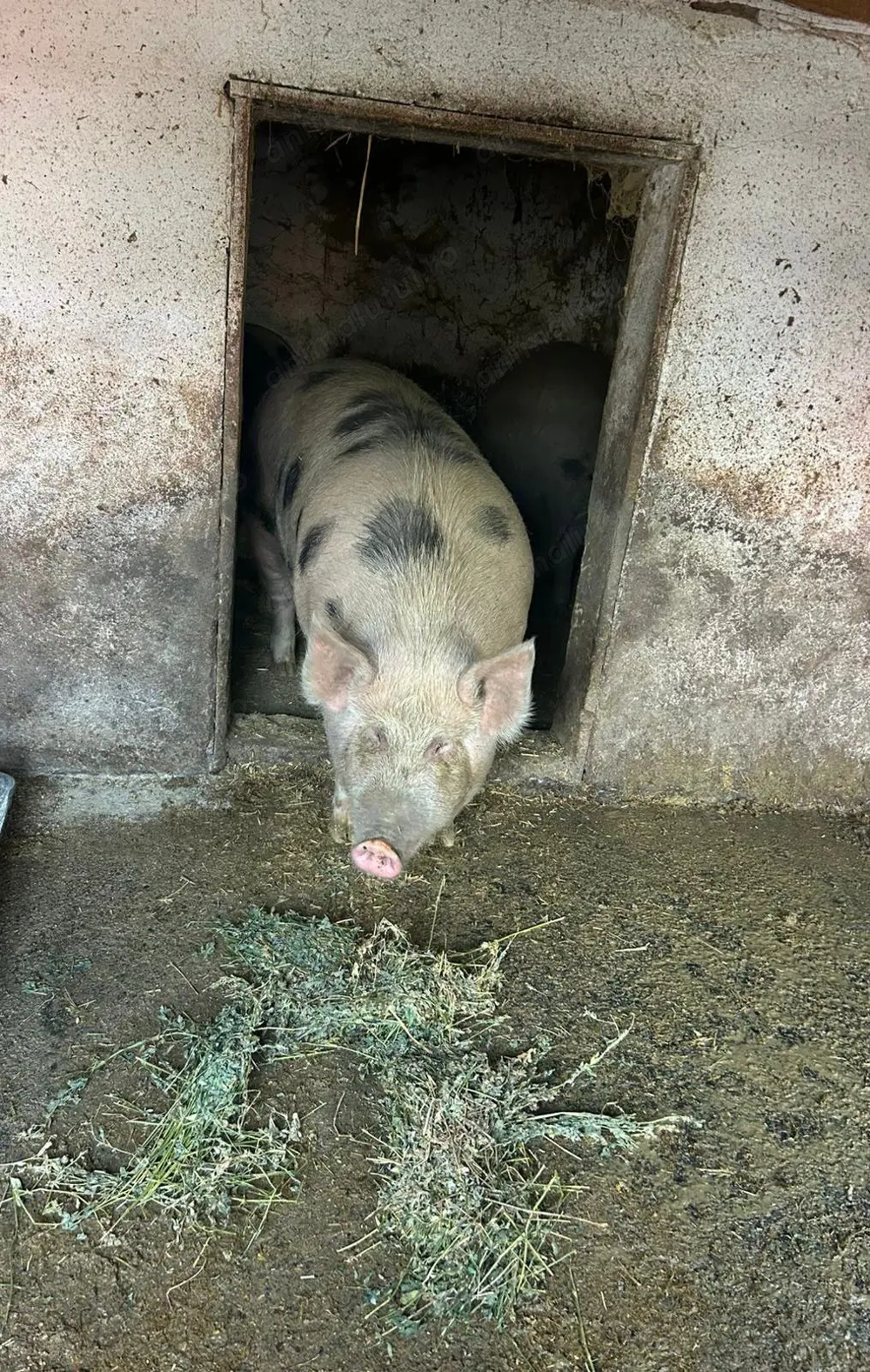 Vand 2 porci BIO, vii, de carne Haret - Animale