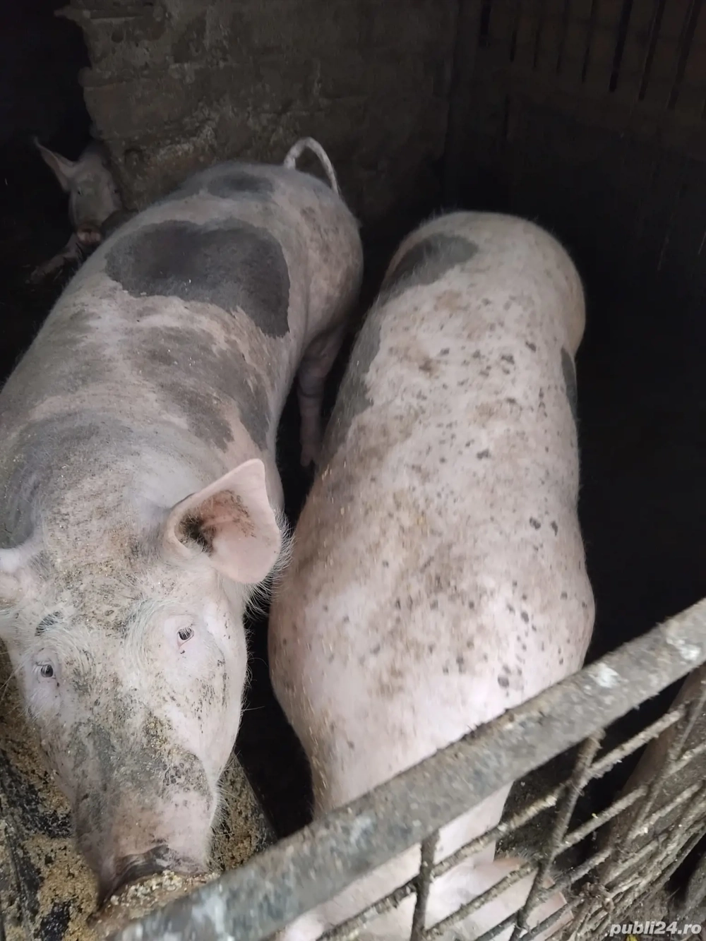 Vând porc Caldararu - Animale