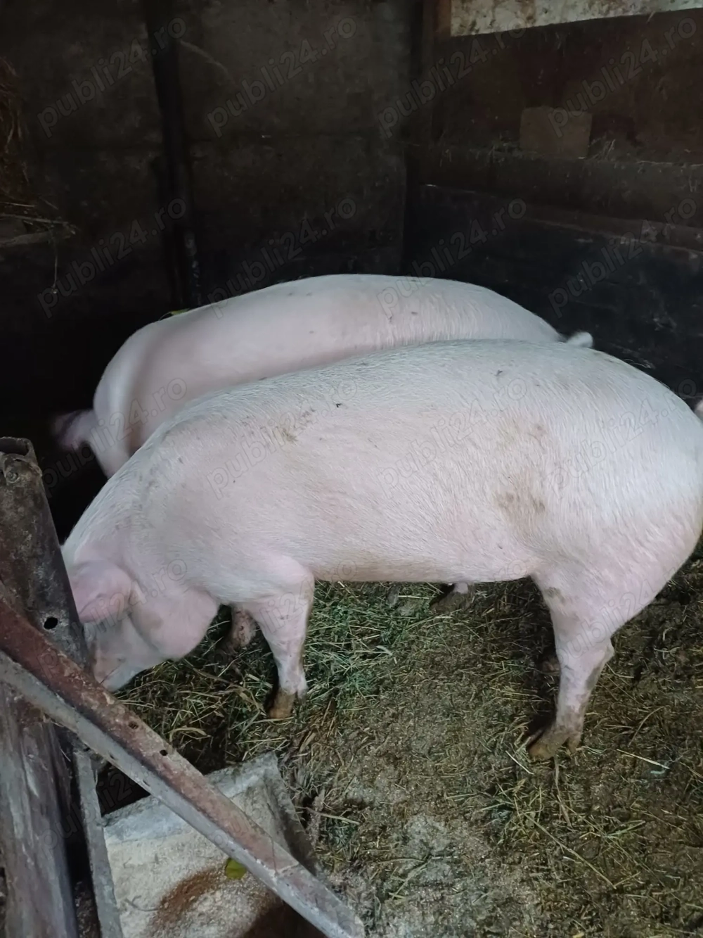 Porc pentru Crăciun de vanzare Storobaneasa - Animale