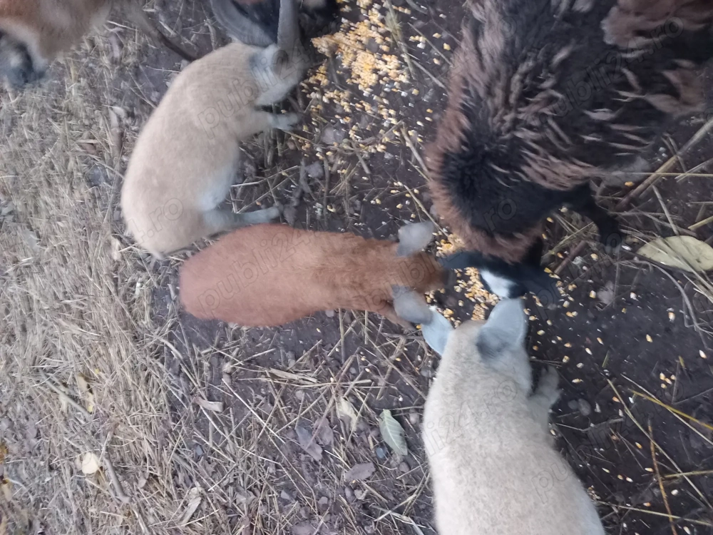 Vând porci mangalita Perisoru - Animale