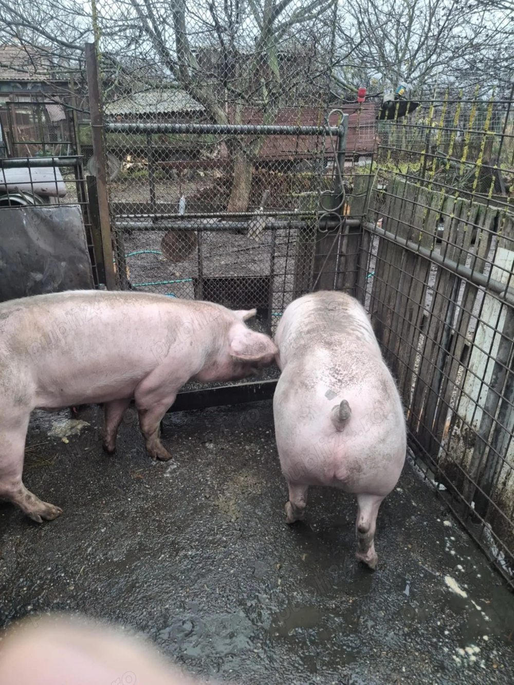 Vind 2 porci marele alb, Alba Iulia - Animale