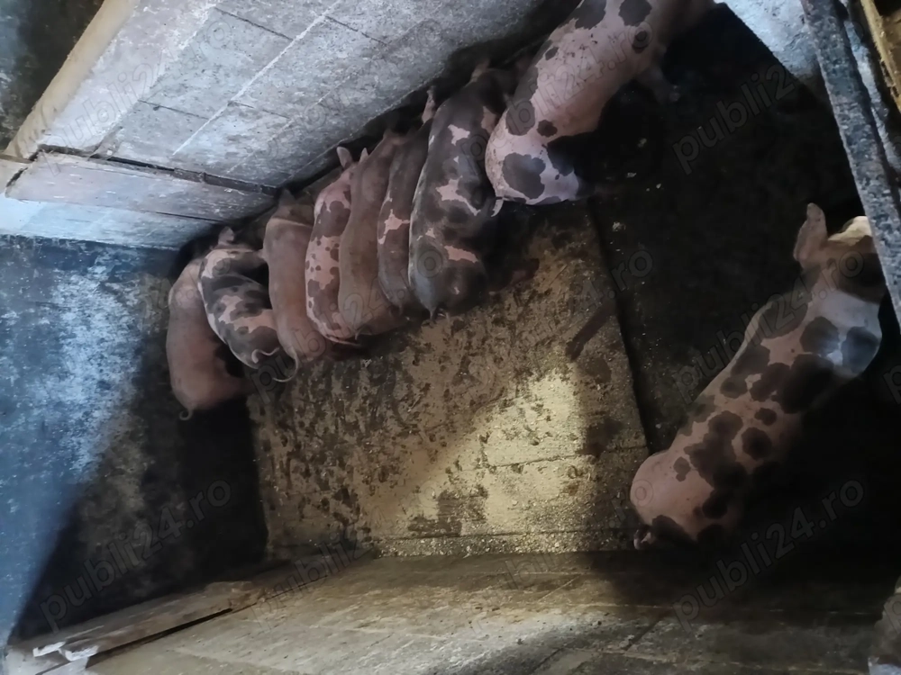 Purcei de vânzare Suceava - Animale